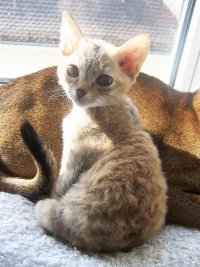 German rex – animal3000